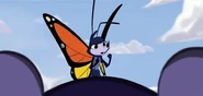 Xochi | Koati Wiki | Fandom