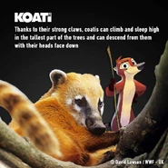 Coati | Koati Wiki | Fandom
