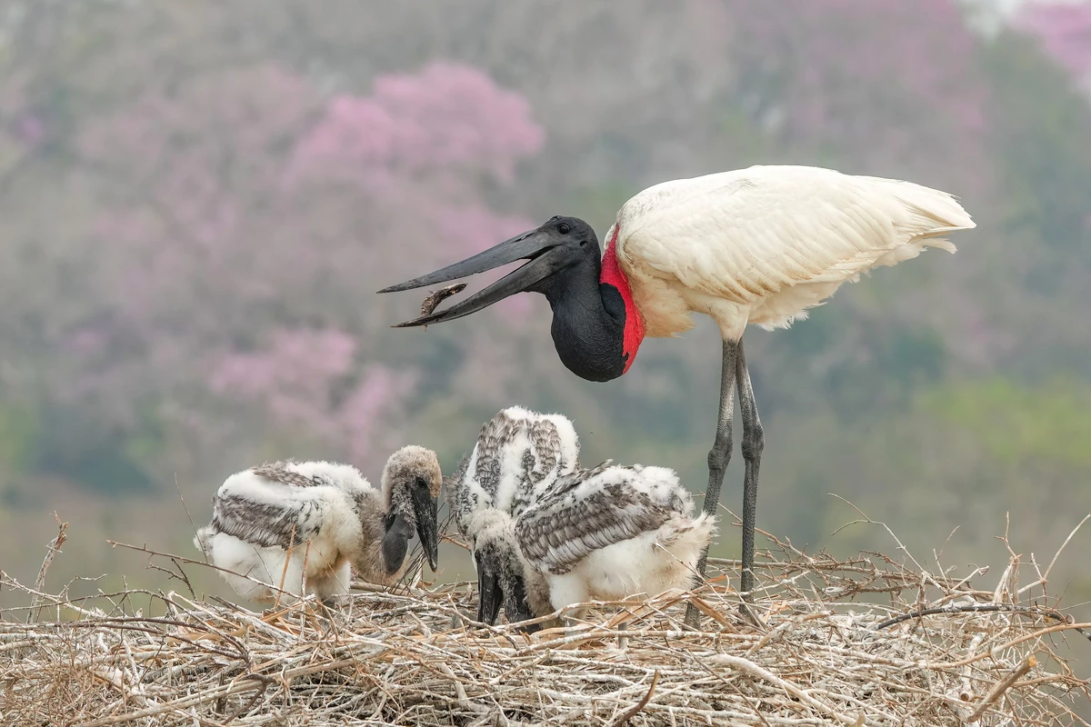 Jabiru | Koati Wiki | Fandom