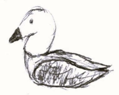 Whiteheaded duck | Kolin's Main DnD Wiki | Fandom