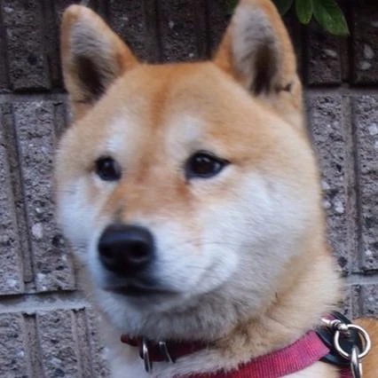 Shibe | Komixxopedia Wikia | Fandom