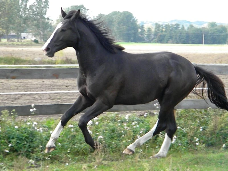 Wałach | Koń Wiki | Fandom