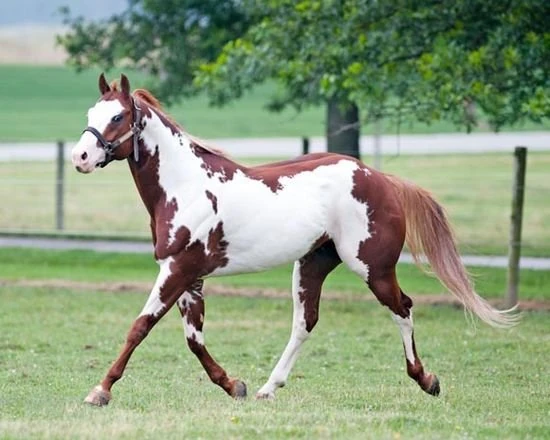 American Paint Horse | Koń Wiki | Fandom