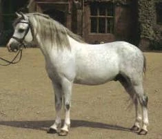 Walijski kuc górski | Koń Wiki | Fandom