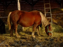 Muraközi | Konie i kucyki Wiki | Fandom