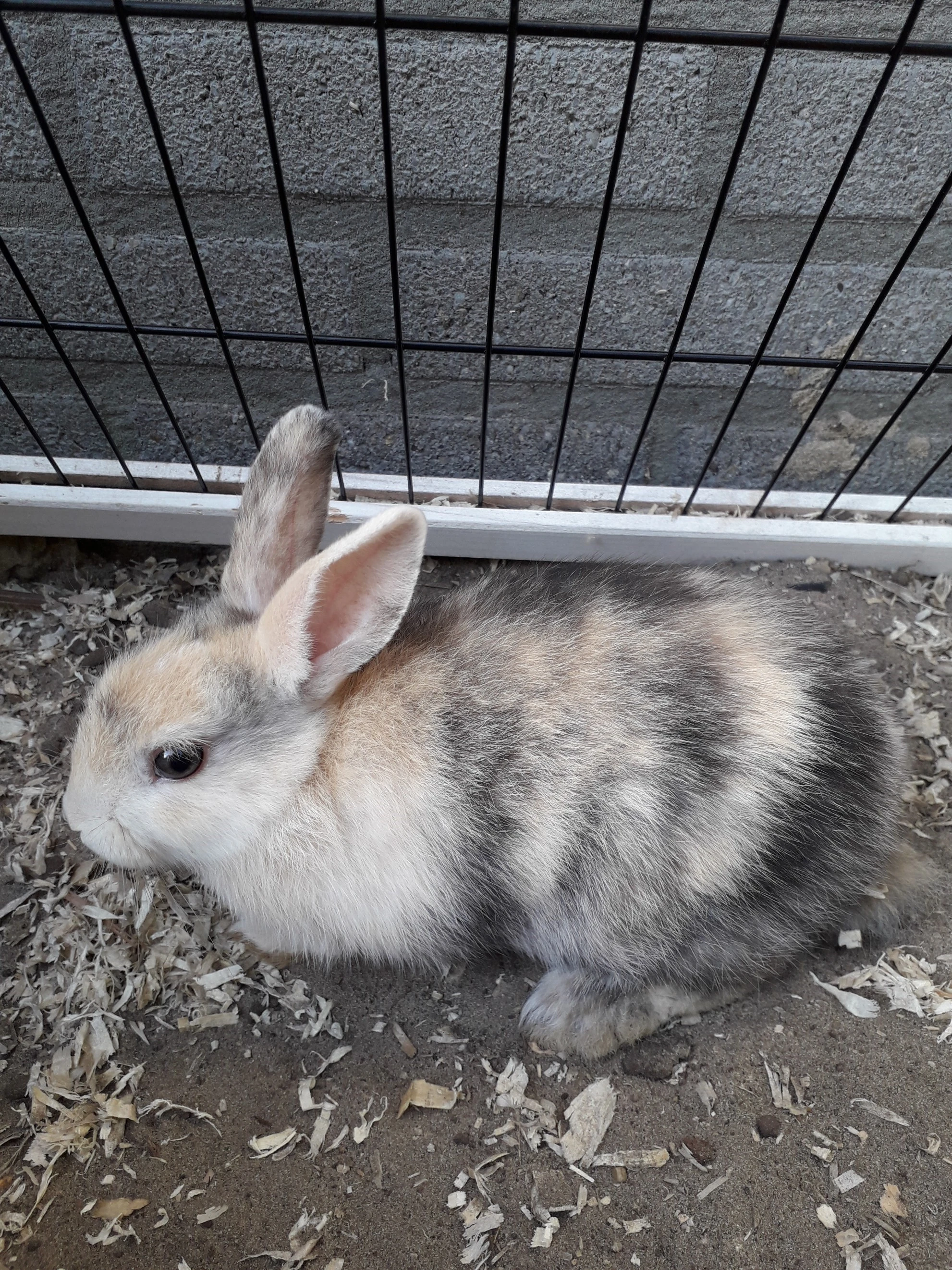 Japanner | Konijnen wiki | Fandom