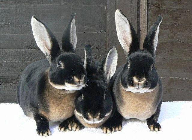 Rex | Konijnen wiki | Fandom