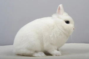 Pooltje | Konijnen wiki | Fandom