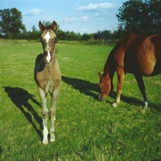 Valegro | Koniopedia | Fandom