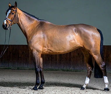 Quintella | Koniopedia | Fandom