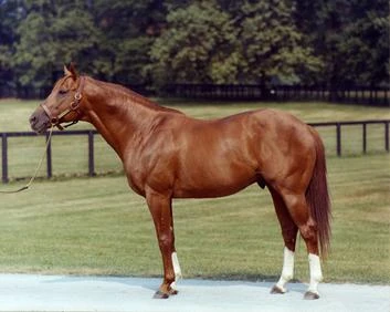 Secretariat | Koniopedia | Fandom
