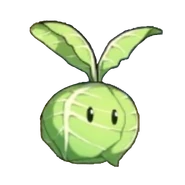 Cabbage | Kono Subarashii Sekai ni Shukufuku wo! Wiki | Fandom