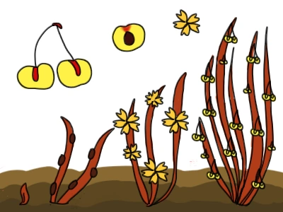 Cheii | Knock-Out Wiki | Fandom