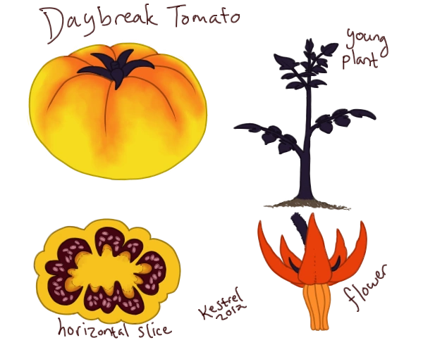 Daybreak Tomato | Knock-Out Wiki | Fandom