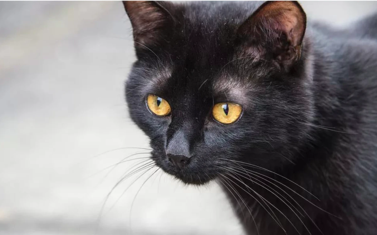 Шпиль | коты воители в реальной жизни вики вики | Fandom