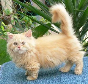 Munchkin | Koty Wiki | Fandom