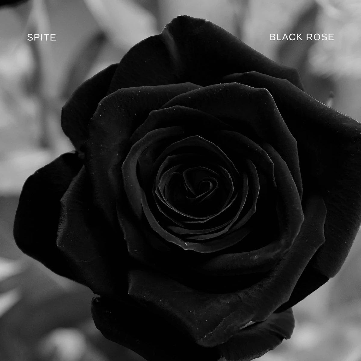 Black Rose | K-Pop Fanon Fandom Wiki | Fandom