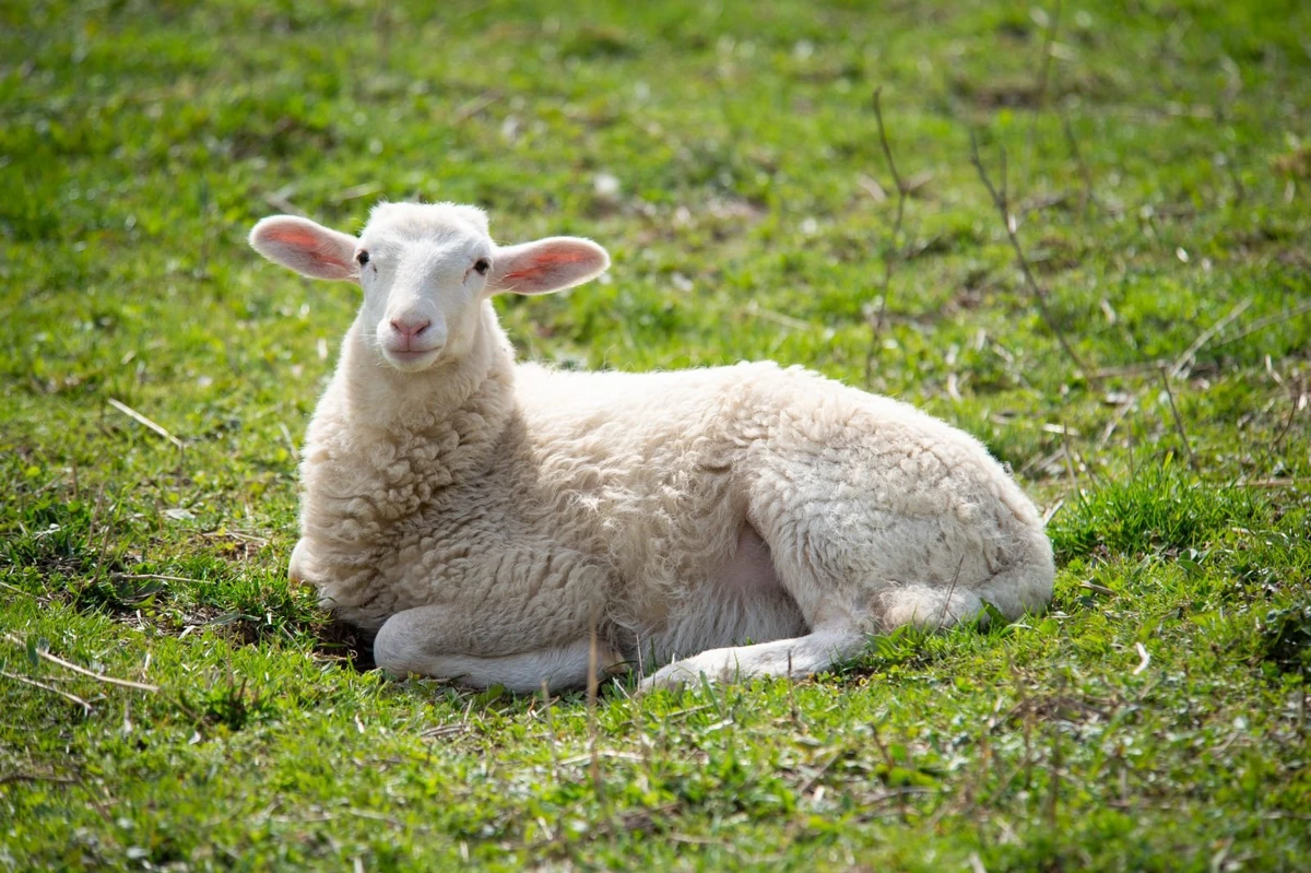 Marco (sheep) | K-Pop Fanon Fandom Wiki | Fandom
