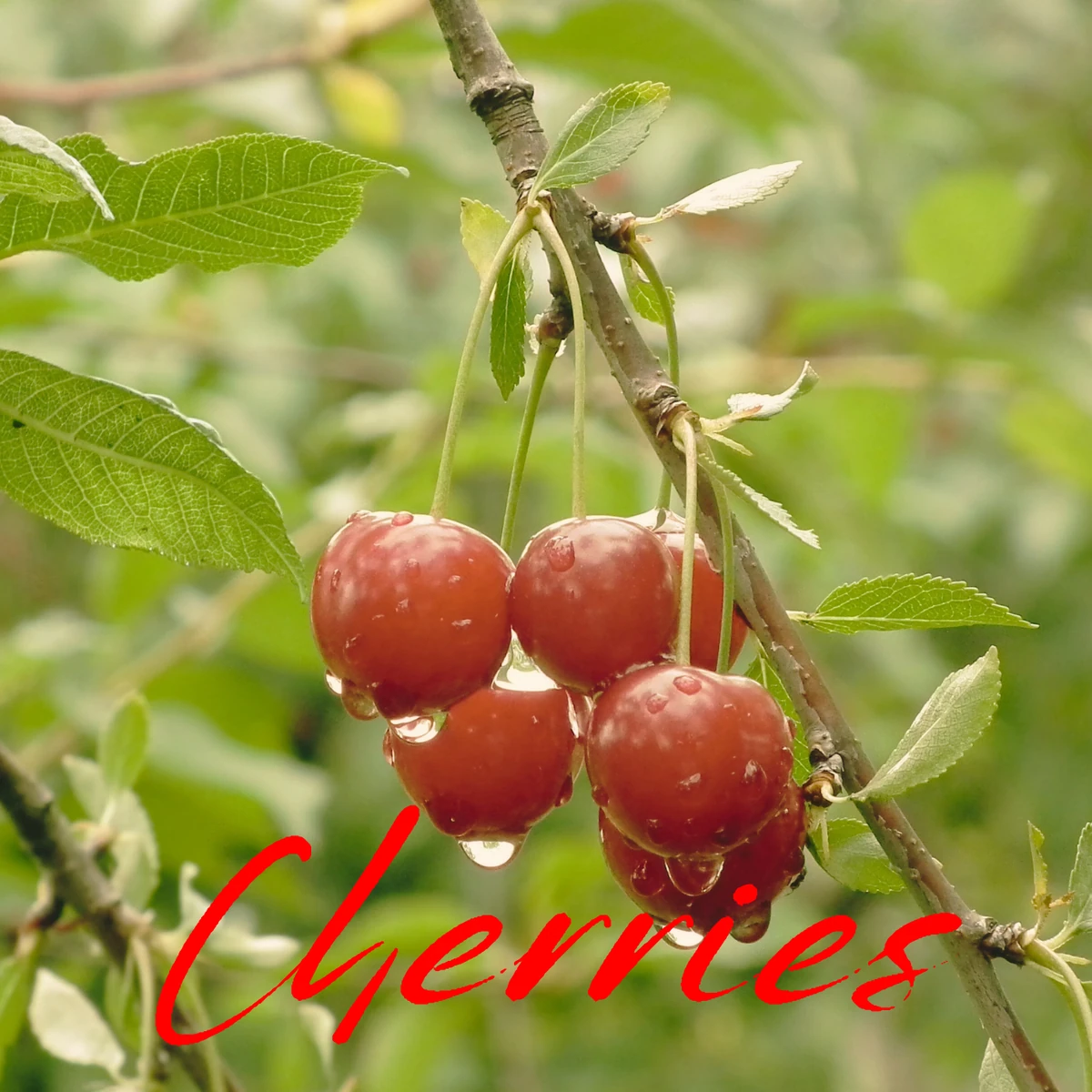 Cherries K Pop Fanon Fandom Wiki Fandom