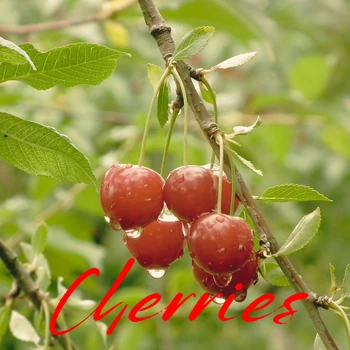 Cherries | K-Pop Fanon Fandom Wiki | Fandom