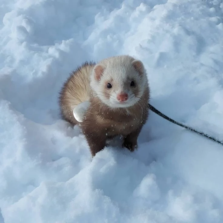 StrayChildz/Pets | K-Pop Fanon Fandom Wiki | Fandom