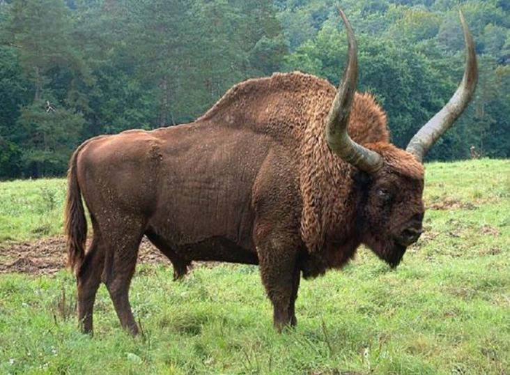 Dompa | Krasstall Wikia | Fandom