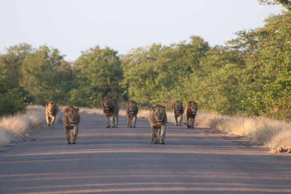 Babalala / Boyela Coalition | Kruger National Park Wiki | Fandom