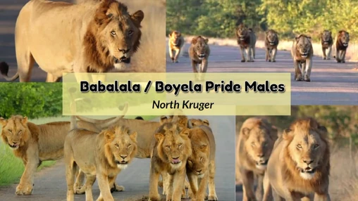 Babalala / Boyela Coalition | Kruger National Park Wiki | Fandom