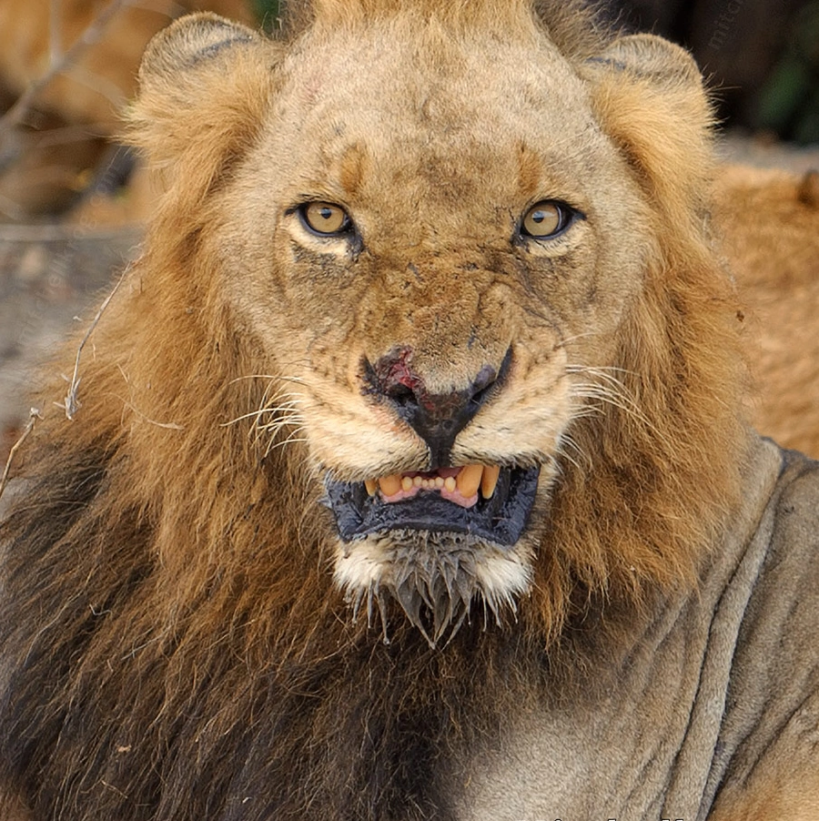 Mr.T Mapogo | Kruger National Park Wiki | Fandom