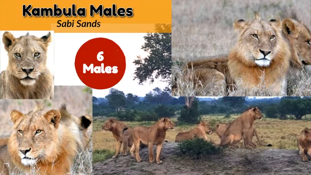 Kambula Coalition | Kruger National Park Wiki | Fandom