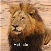 Makhulu Mapogo | Kruger National Park Wiki | Fandom