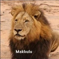Makhulu Mapogo | Kruger National Park Wiki | Fandom