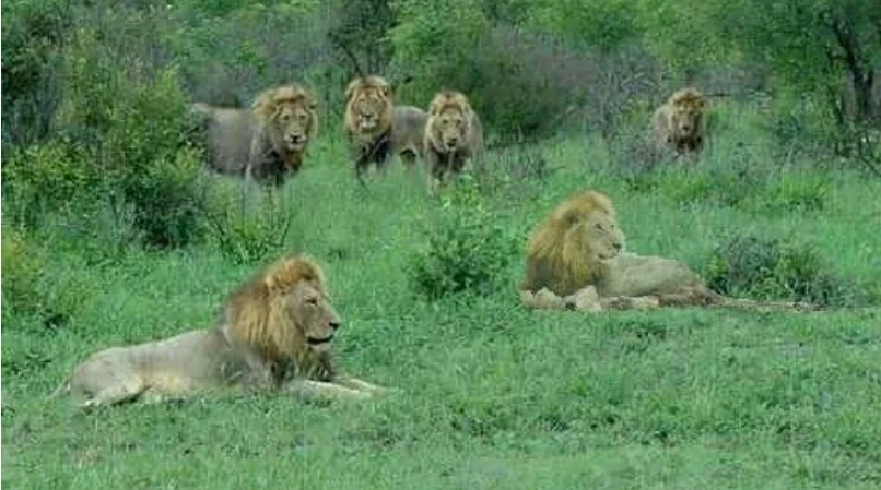 Matimba Coalition | Greater Kruger Wiki | Fandom