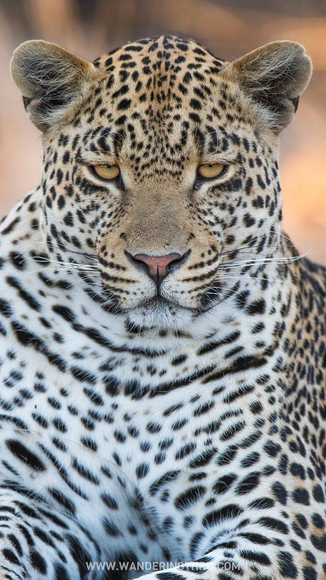 Hosana Male (2016) | Greater Kruger Wiki | Fandom