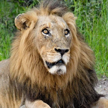 Mohawk Mane Avoca | Greater Kruger Wiki | Fandom