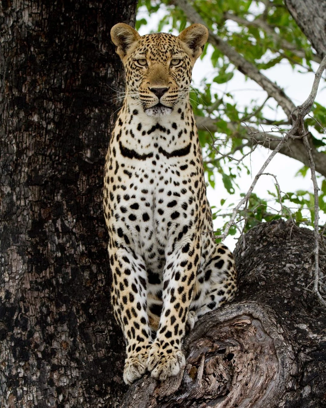 Msuthu Female (2014) | Greater Kruger Wiki | Fandom