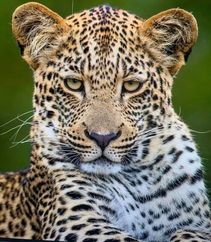 Maribye Male (2020) | Greater Kruger Wiki | Fandom