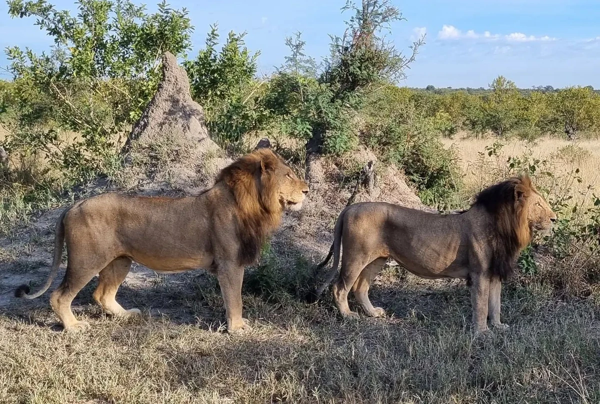 Mongawane Males | Greater Kruger Wiki | Fandom