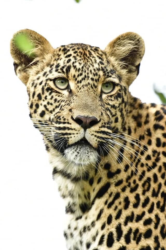 Tlalamba Female (2017) | Greater Kruger Wiki | Fandom