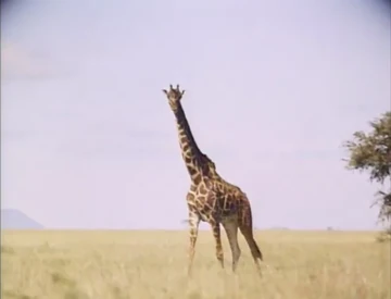 Giraffe Poop Gif