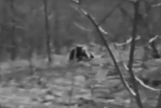 Michigan dogman | Cryptid Wikia | Fandom