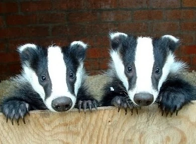 Badger twins | Kung fu panda species s Wikia | Fandom