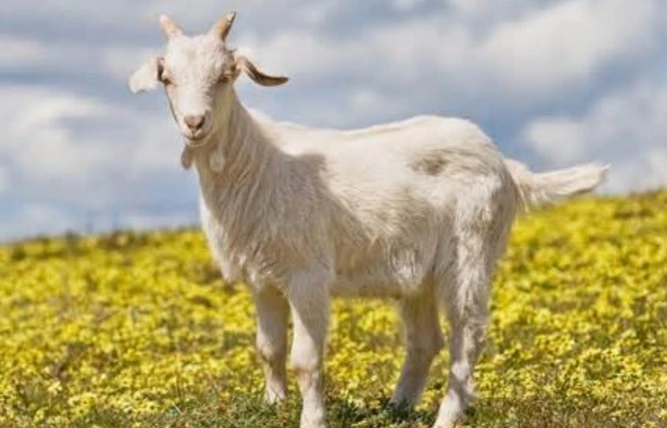 Goat | Kung fu panda species s Wikia | Fandom