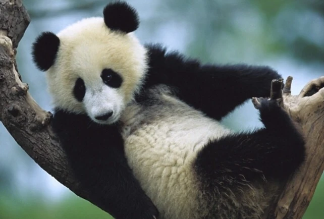 Li | Kung fu panda species s Wikia | Fandom