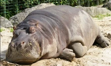 Master hippo | Kung fu panda species s Wikia | Fandom