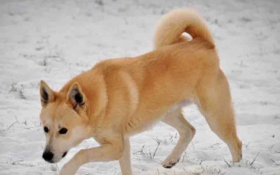Master dog | Kung fu panda species s Wikia | Fandom