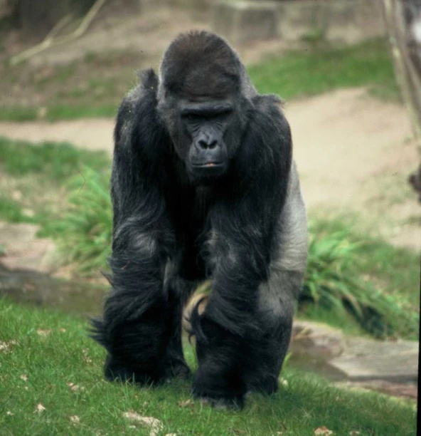 Gorilla bandit | Kung fu panda species s Wikia | Fandom