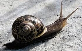 Mantis | Kung fu panda species s Wikia | Fandom