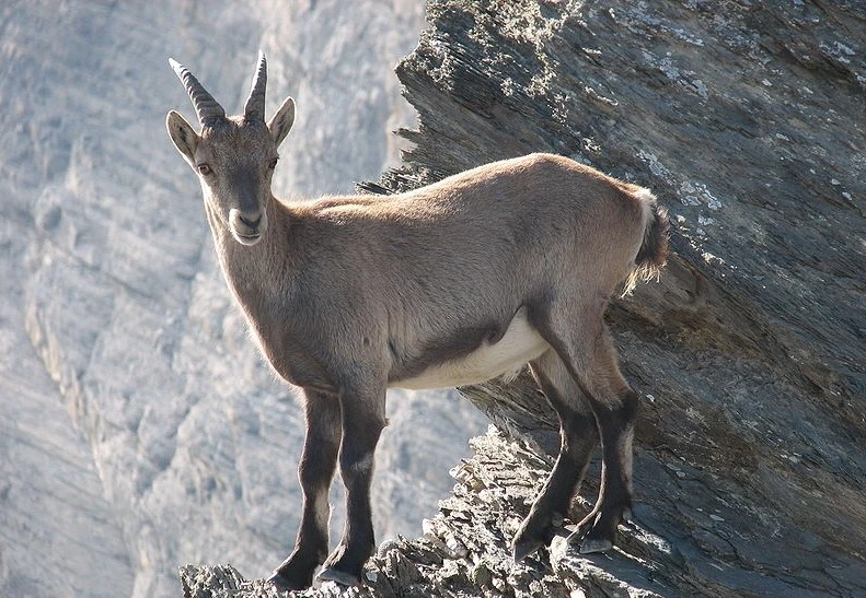 Woo | Kung fu panda species s Wikia | Fandom