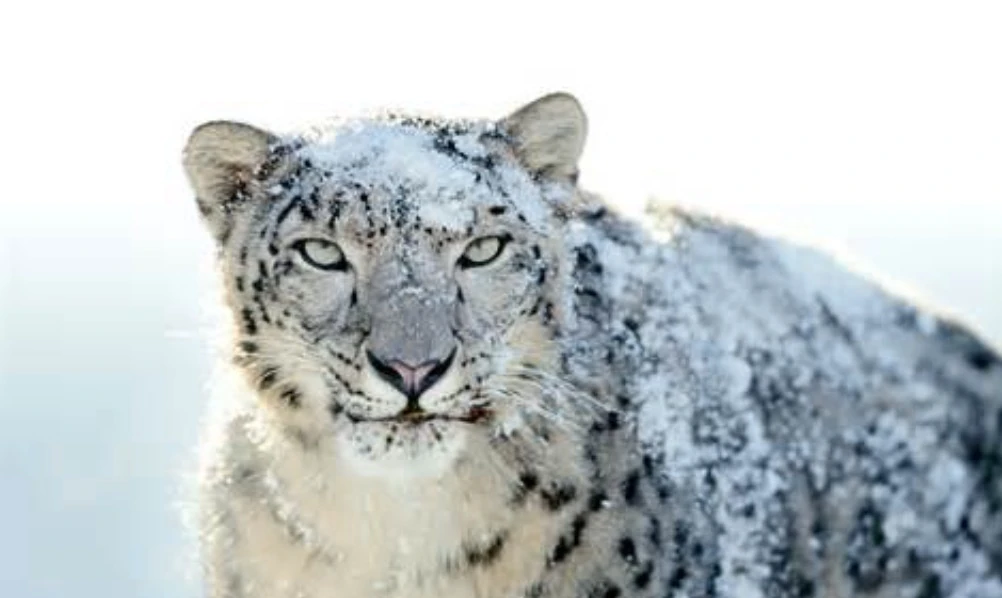 Master snow leopard | Kung fu panda species s Wikia | Fandom